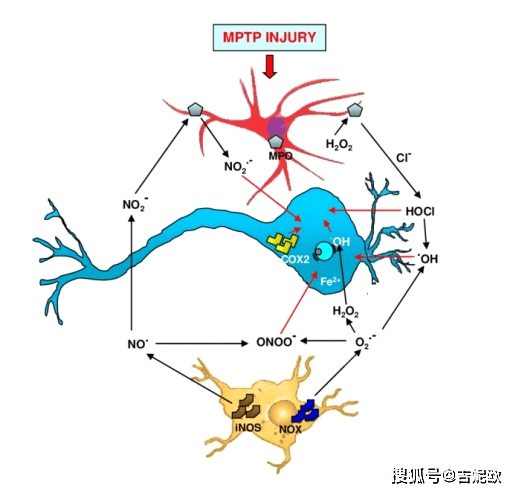 MPTP 诱导的慢性帕金森病动物模型 帕金森病(PD)小鼠模型的建模方法_神经系统_brain_Fig