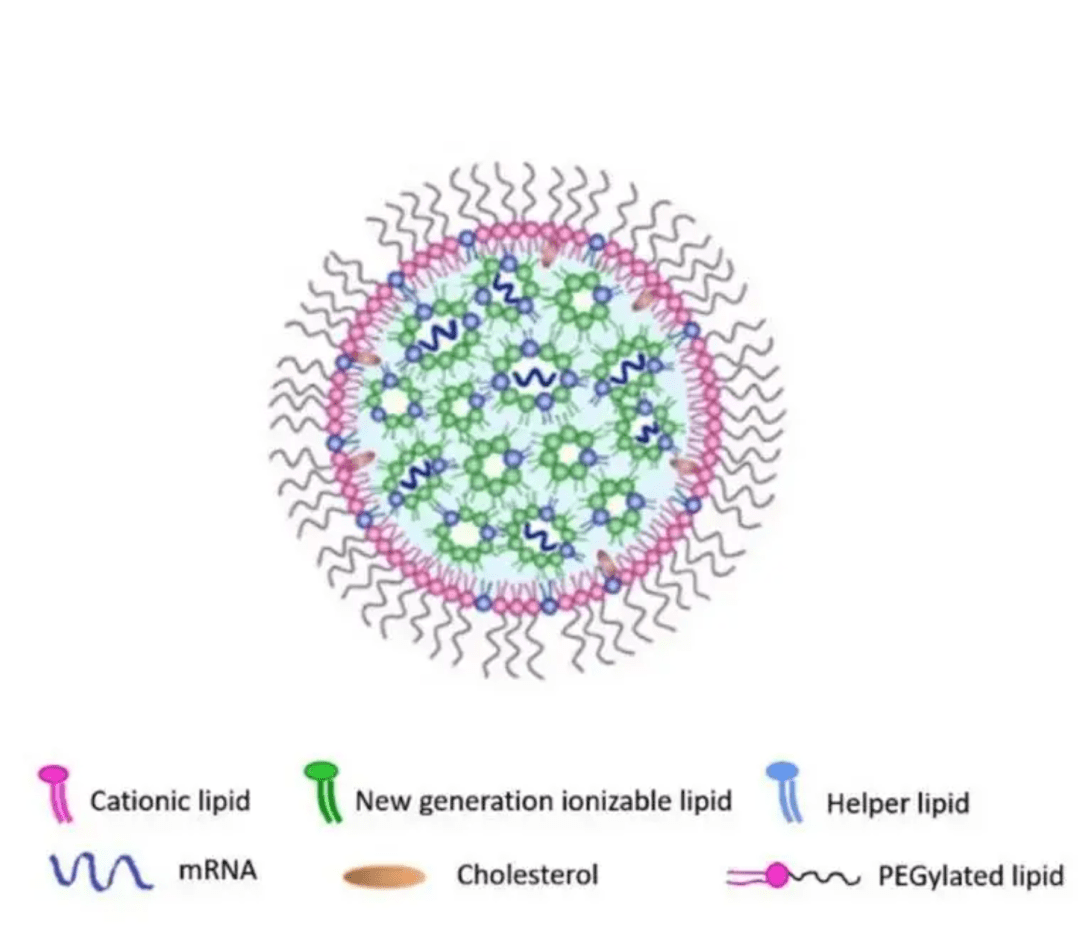 基因治疗免疫分析: 皮下注射mRNA - FGF21_Moderna_蛋白_半衰期
