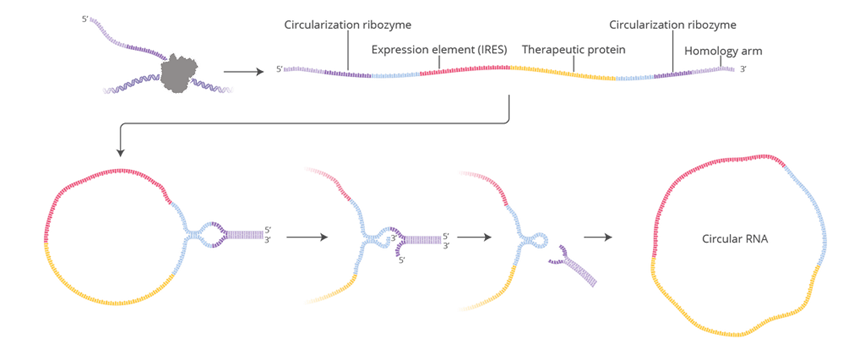 抛弃Moderna，默克新选择：世界首家环状RNA公司获得近40亿美元收益！_Orna_疗法_circRNA