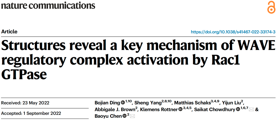 文献解读：Sci Adv & Nat Commun | 揭示肌动蛋白骨架调节新机制_细胞_控制