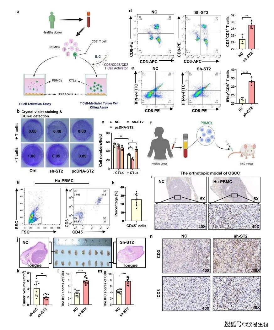 IL-33/ST2 信号促进口腔鳞癌中组成型和诱导型PD-L1的表达_研究_细胞_患者