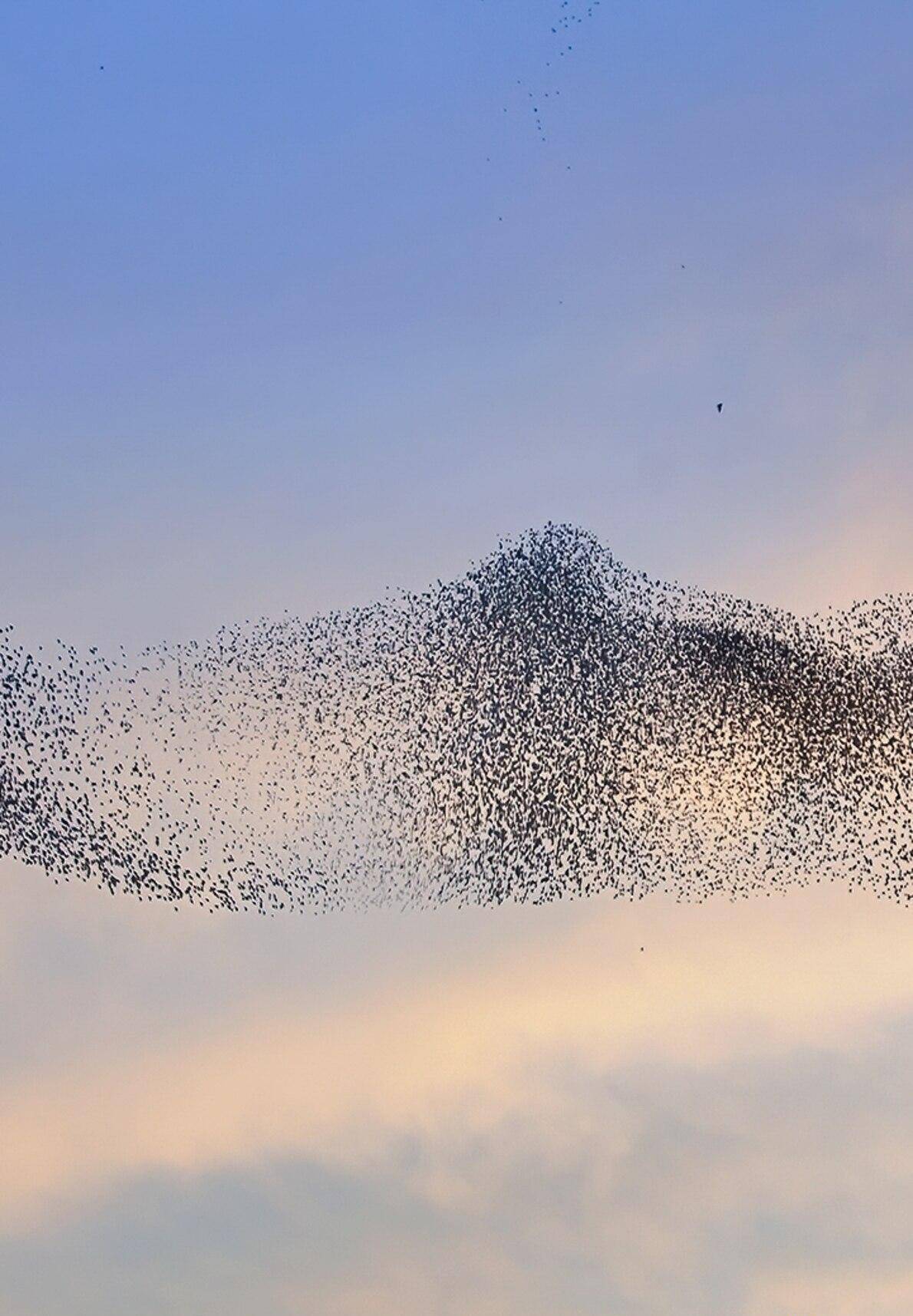 椋鸟成群在天上飞舞，而其原因至今无解_鸟群_研究_Cavagna