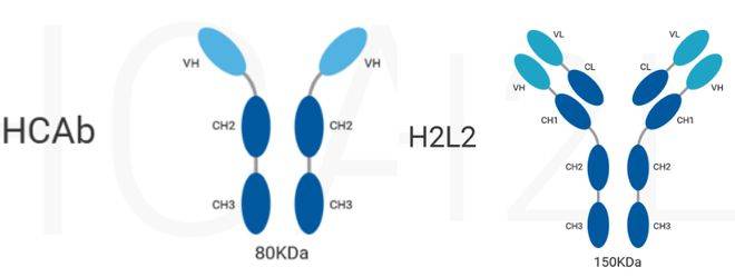 2022 国内 License-out 技术平台梳理_抗体_开发_药物