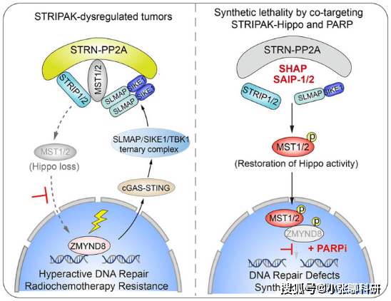 合成致死：高分文献速递及近期中标项目_细胞_Hippo-STRIPAK_来源