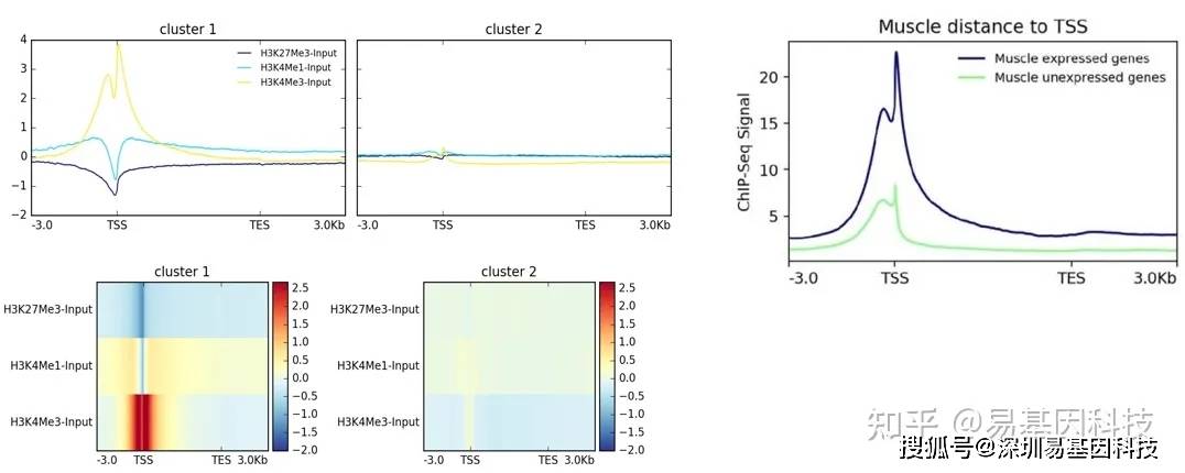 易基因：染色质免疫共沉淀测序(ChIP-seq）的数据挖掘思路 ｜干货系列_peak_分析_reads