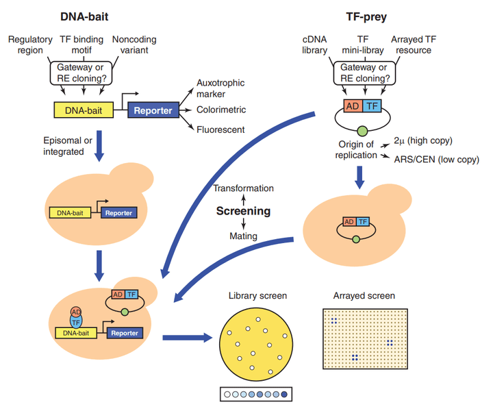 转录因子研究套路（三）_RNA-seq_基因_调控
