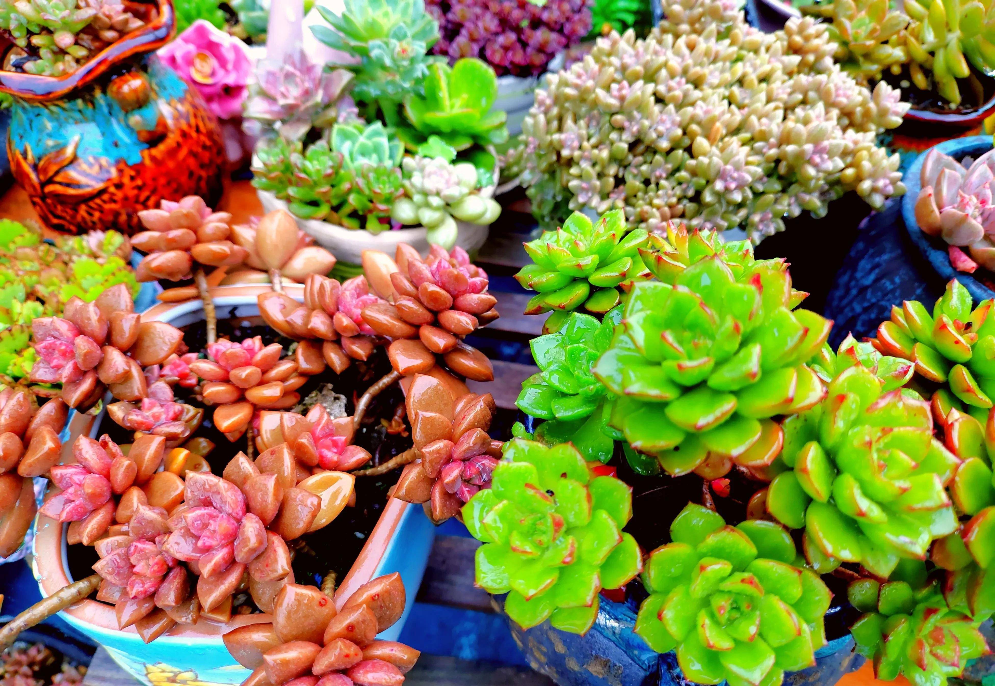 露台的多肉又美回来了 美美的多肉伴靓车，阿维塔11首搭ADS2.0_搜狐汽车_搜狐网