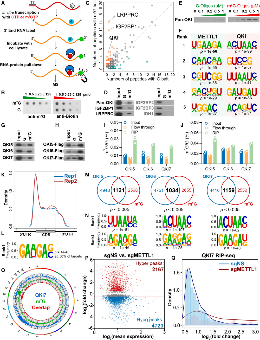 【神刊文献解读】CELL高分前沿文献分享_富集_识别_细胞质