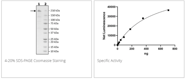 BPS Bioscience ACC1，FLAG-His-tags重组方案_搜狐网