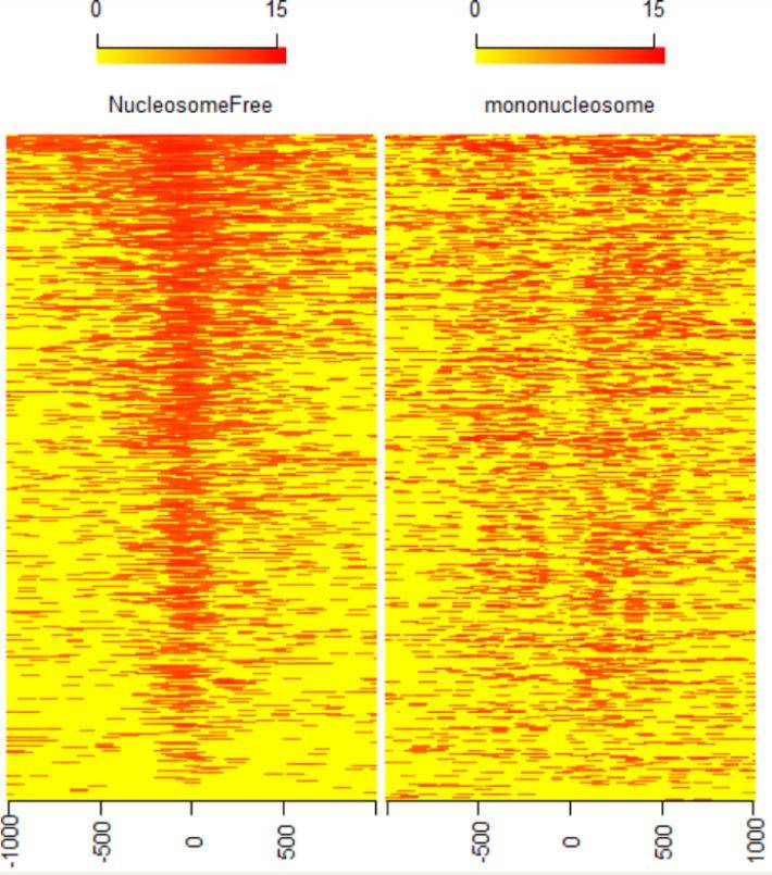 ChIP-seq和ATAC-seq基础知识（视频）_基因