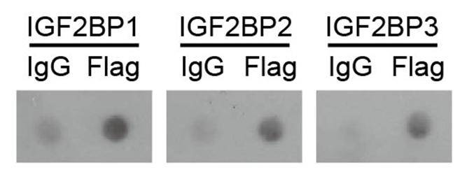 RIP-seq让m6A后期研究威力加倍 | RIP专题_蛋白
