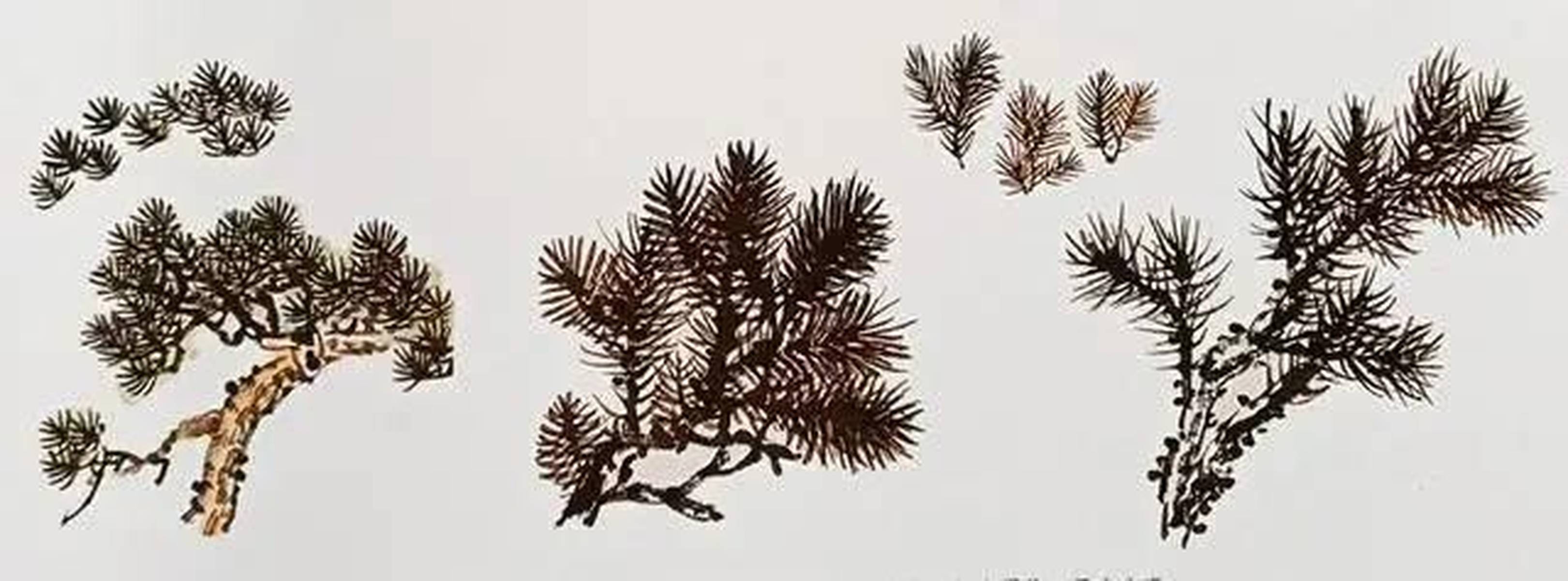 国画：松树的各种画法「图解」