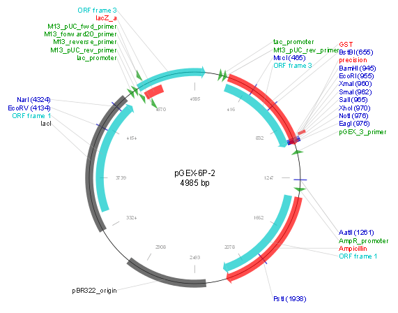 Pgex 6p 2载体质粒图谱、序列、说明书、价格 For Labmate Use
