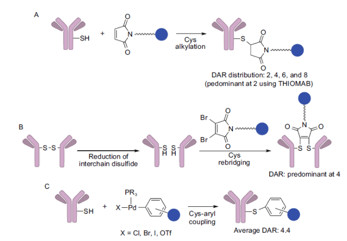 抗体的N端/C端进行修饰ADC偶联物实现位点同质化_蛋白_Alloc_-acid