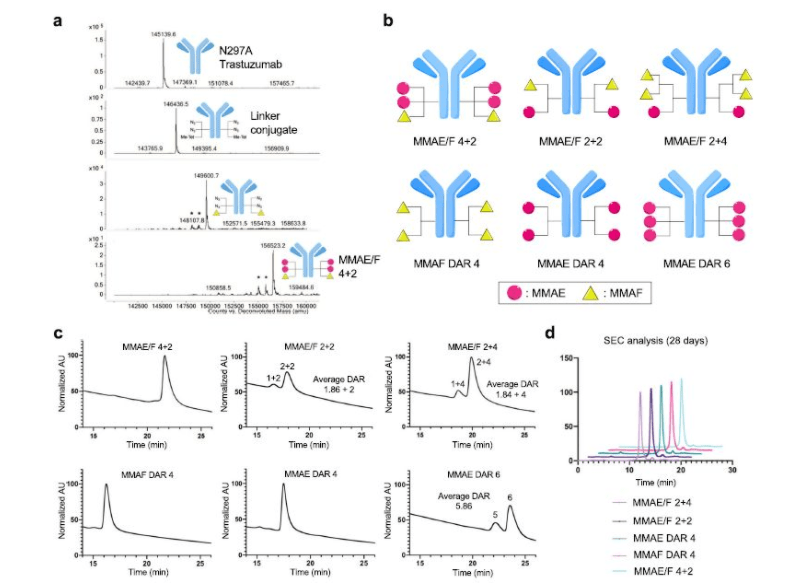 酶偶联法-转肽酶偶联ADC抗体偶联物的释放机制_mAb_位点_Payload