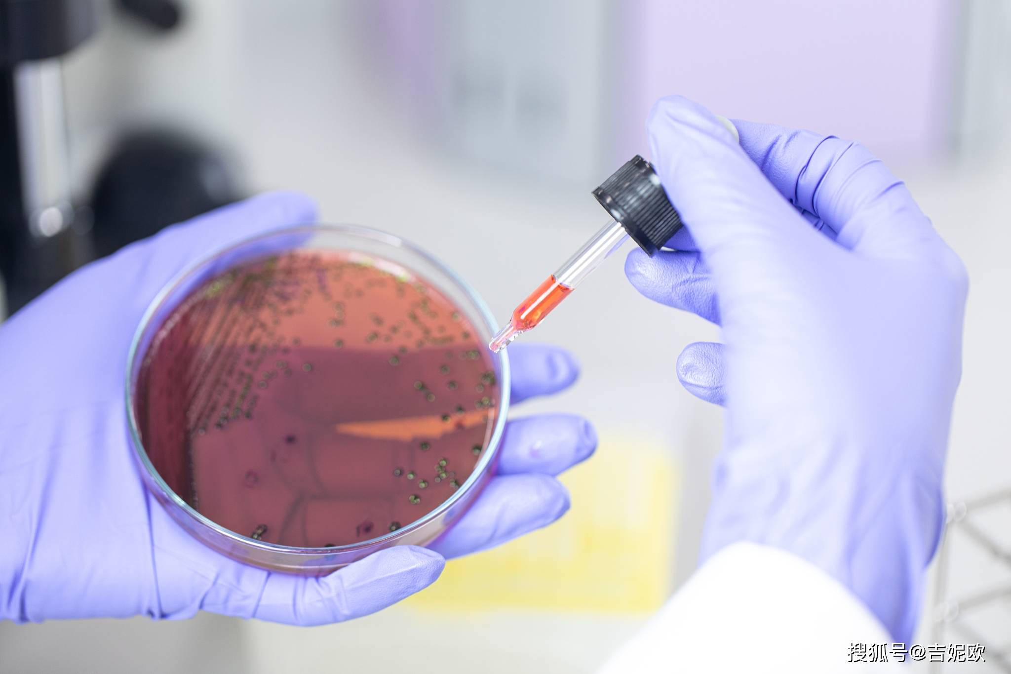 THLE-2人肝永生化细胞（ATCC原装引进）_污染_Hela_Chang