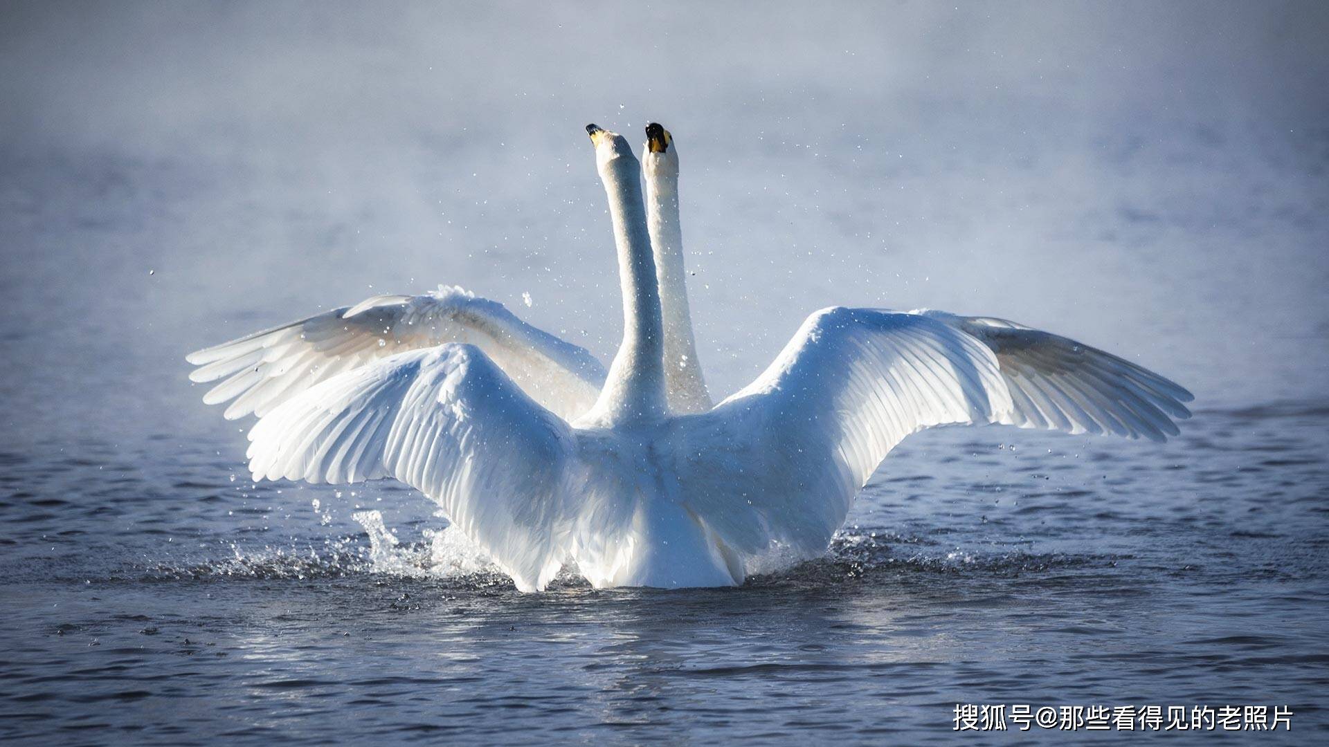 俄罗斯西伯利亚天鹅湖的迷人美景-搜狐大视野-搜狐新闻
