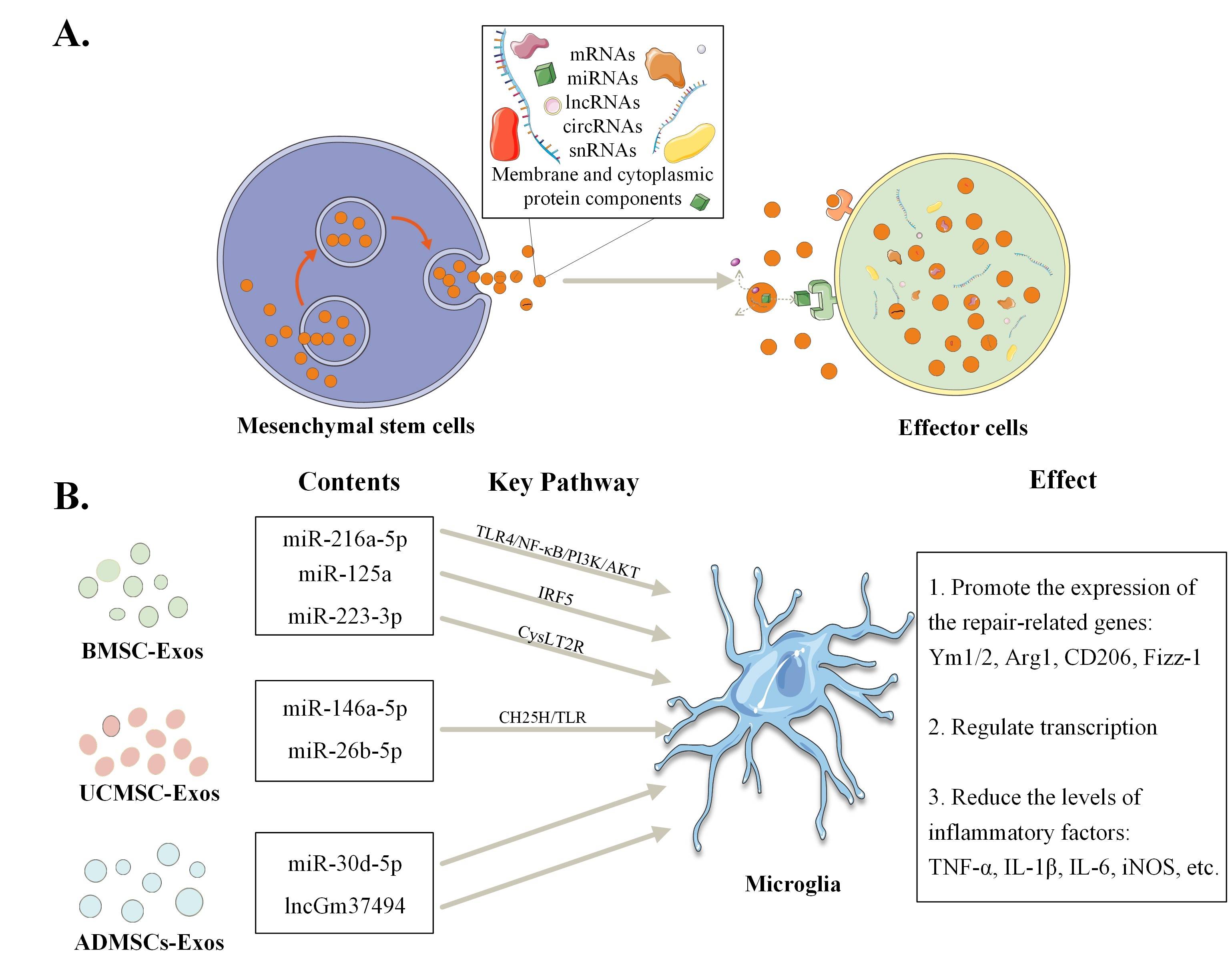 解放军总医院康红军团队认为间充质干细胞外泌体疗法有望成为急性中枢神经..._胶质_损伤_炎症
