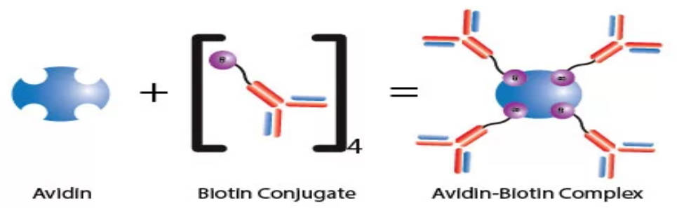 生物素-亲和素系统(Biotin-Avidin-System, BAS)简介_蛋白_检测_抗体