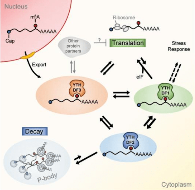 YTHDF3促进带有m6A修饰的RNA的翻译和降解 | m6A专题_蛋白