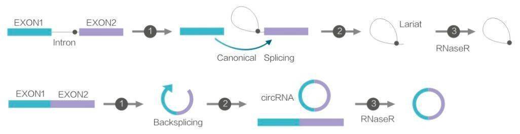 干货：RNase R使用攻略_circRNA