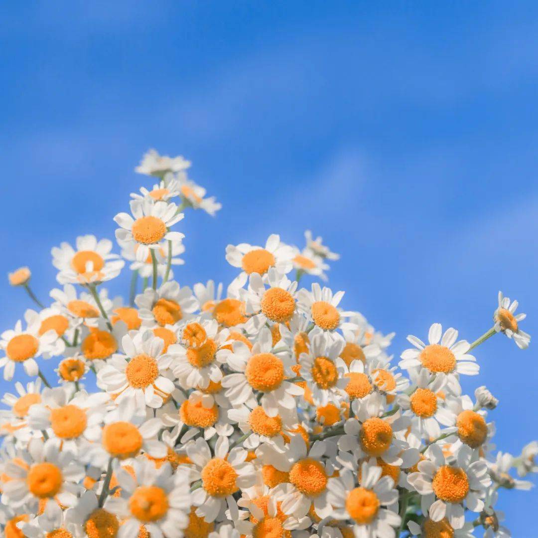 ins壁纸花-千图网