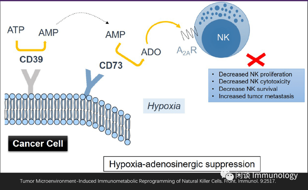 CD73：TME缺氧诱发肿瘤逃逸关键蛋白_Immunol