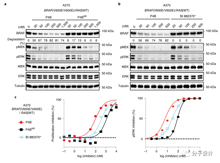 靶向降解BRAF突变体V600E的PROTAC分子设计-搜狐大视野-搜狐新闻