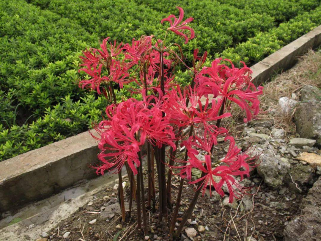 龙观万株石蒜即将全面绽放_开花