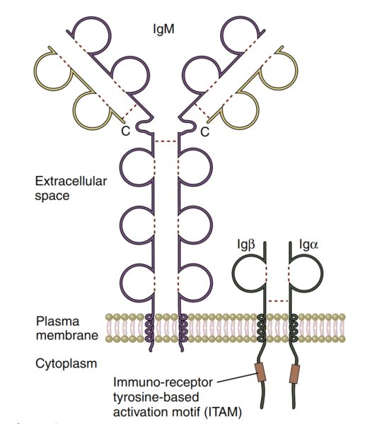 细胞信号通路详解之B细胞受体复合物_抗原