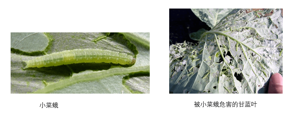 日本三井化学Agro创制•开发的全新杀虫剂Tenebenal®(溴虫氟苯双酰胺)_搜狐汽车_搜狐网