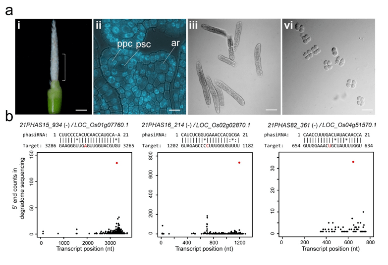 Nature Comm | 戚益军/程祝宽合作揭示水稻生殖特异phasiRNA的靶标和功能机制_-nt