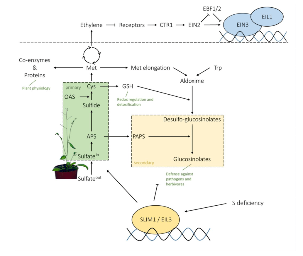 Plant Physiology | 乙烯响应因子EIL1在硫缺陷响应中的调控机制解析_eil