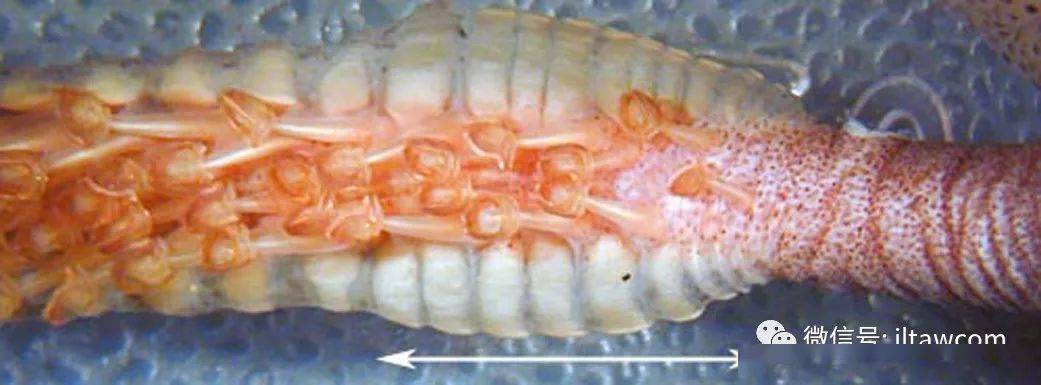 海洋科普（1259）| 中国海域鱿鱼图鉴_Abralia