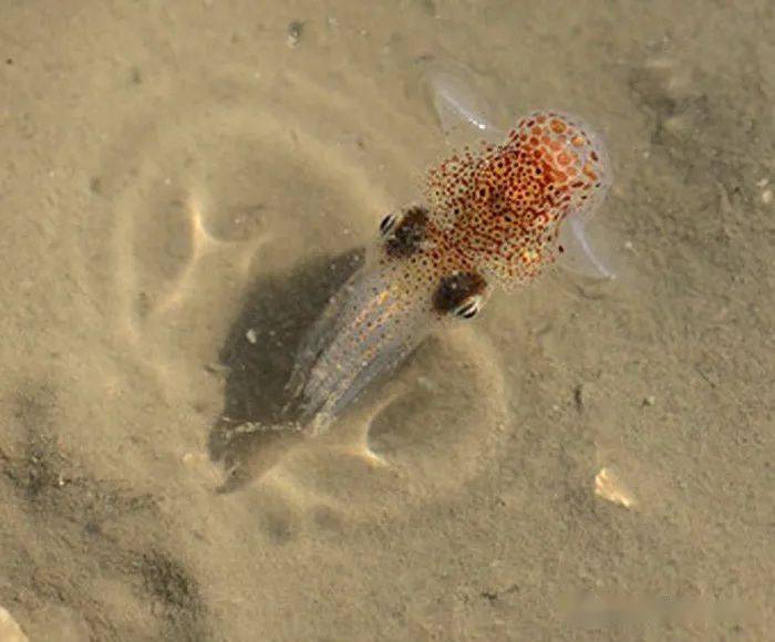 海洋科普（1259）| 中国海域鱿鱼图鉴_Abralia