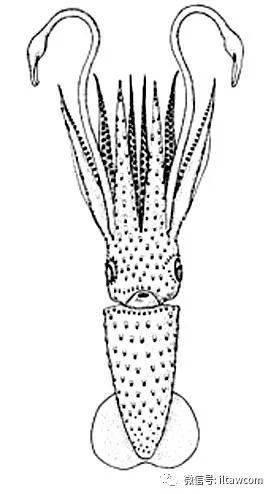 海洋科普（1259）| 中国海域鱿鱼图鉴_Abralia