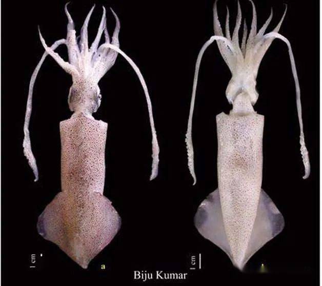 海洋科普（1259）| 中国海域鱿鱼图鉴_Abralia