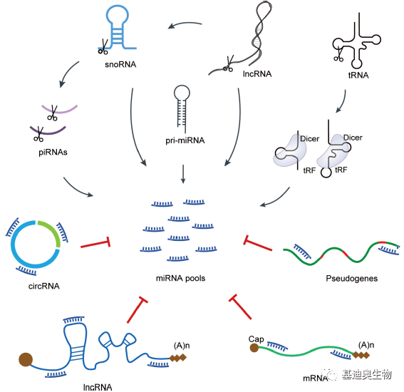 解读ceRNA之间的调控类型，破译RNA语言的罗塞塔石碑_lncRNA