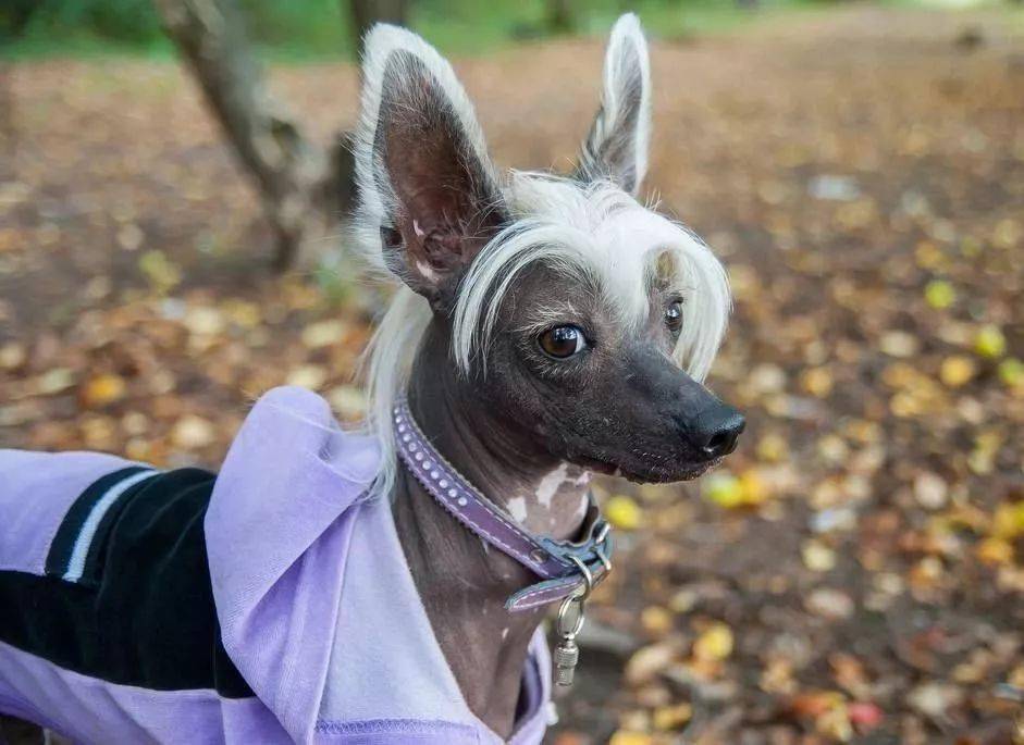 别说狗狗不怕冷了，快看看它们瑟瑟发抖的小身板！！-搜狐大视野-搜狐新闻