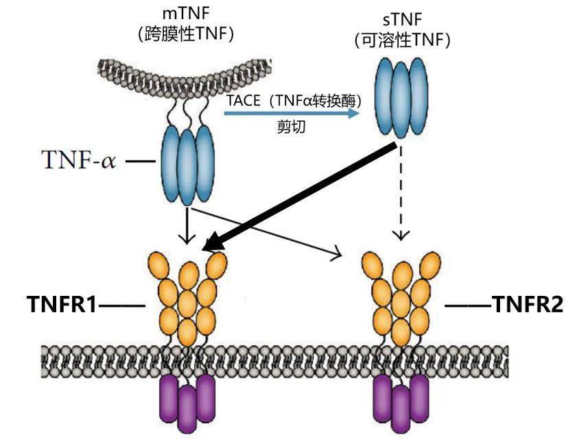 一期“益”会 | 历久弥新 “靶”握“精”典——揭秘TNFα及其抑制剂的“双面人生”_通路