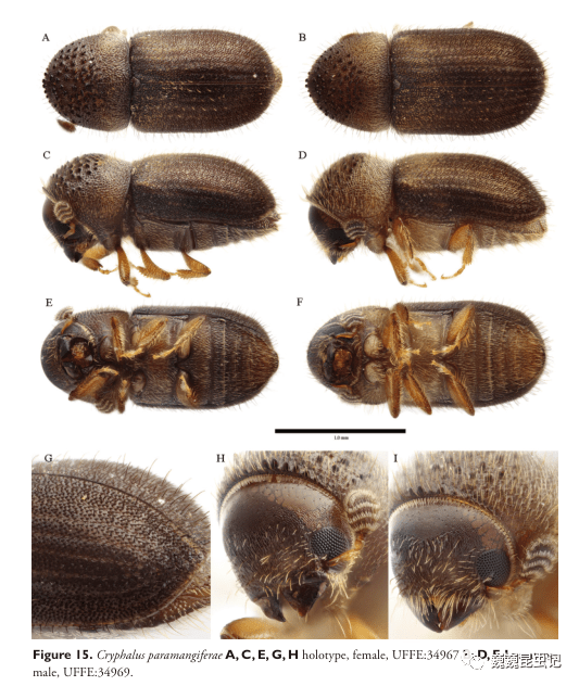 【虫研捷报】中国小蠹研究进展（二）——4个梢小蠹新种_寄主