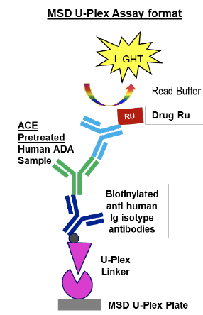 辉瑞：抗药抗体ADA的Isotyping方案（MSD U-plex 开发）_检测