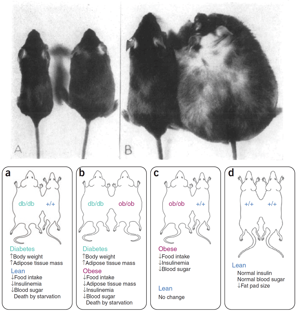 【科研小技能】肥胖和糖尿病的动物模型（上）——工欲善其事，必先利其器_测量