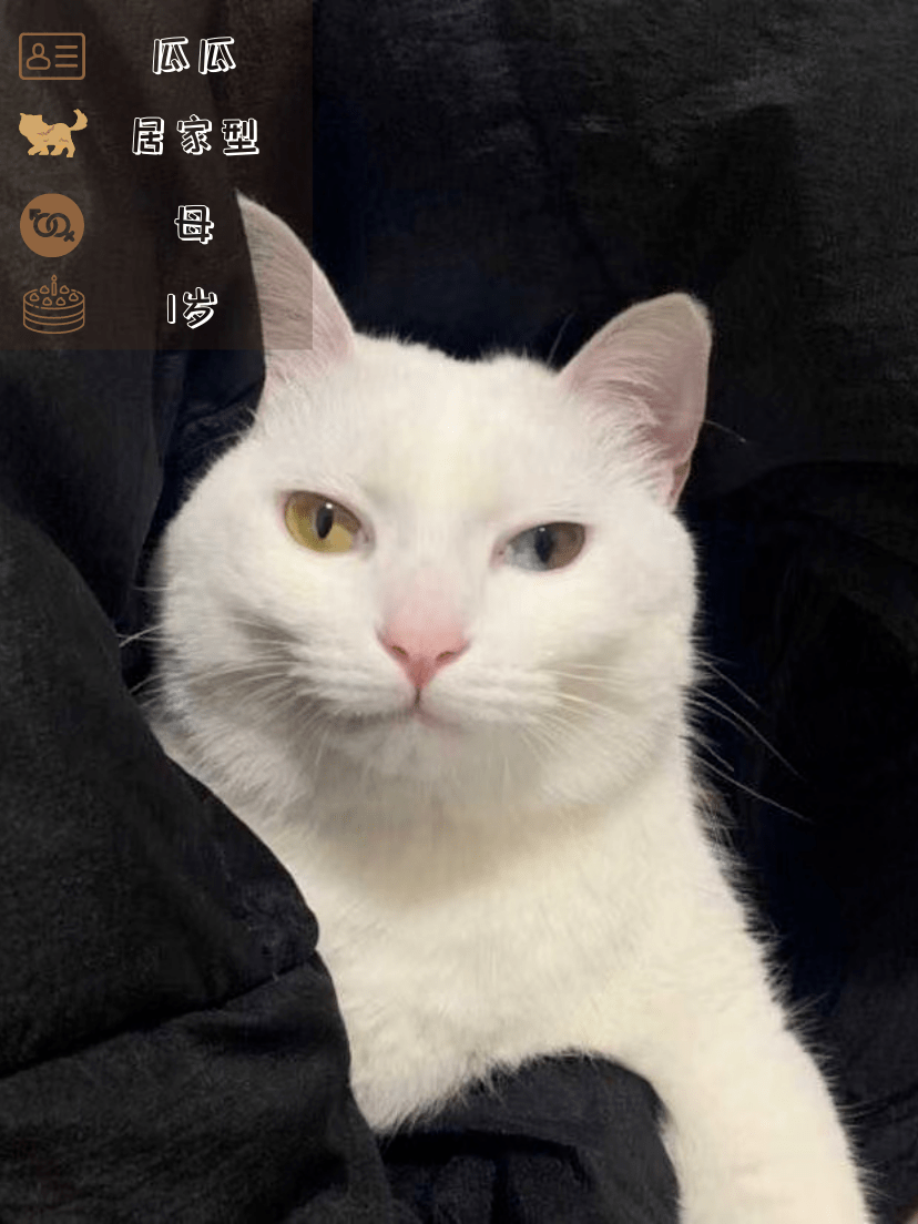 领养推荐这些毛茸茸的猫猫,是冬日良伴!毛发