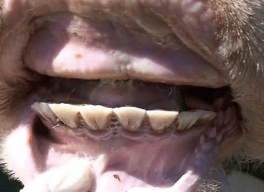 过个充满知识的牛年：你猜牛有几个乳房？-搜狐大视野-搜狐新闻