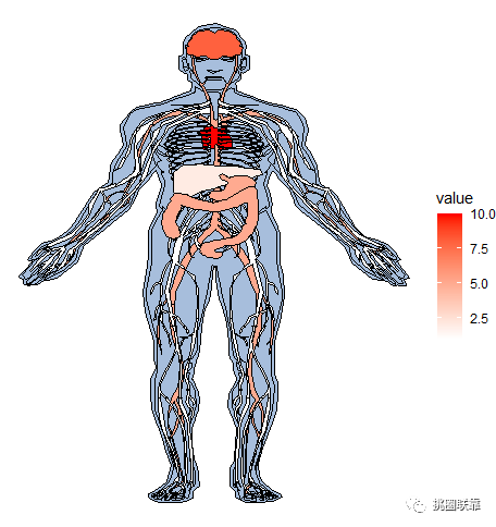画人画鼠画细胞，精美的生信解剖图送给大家_器官