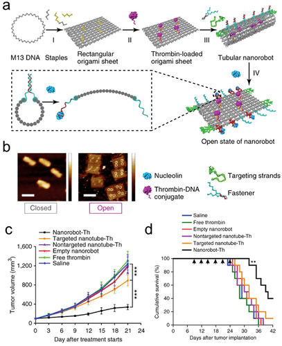 AS：陈小元穆婧Adv.Sci：DNA编程纳米材料在生物医学研究中的应用_组装