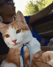 搞笑GIF：能把猫养成狗，你也算是万中无一了_媳妇