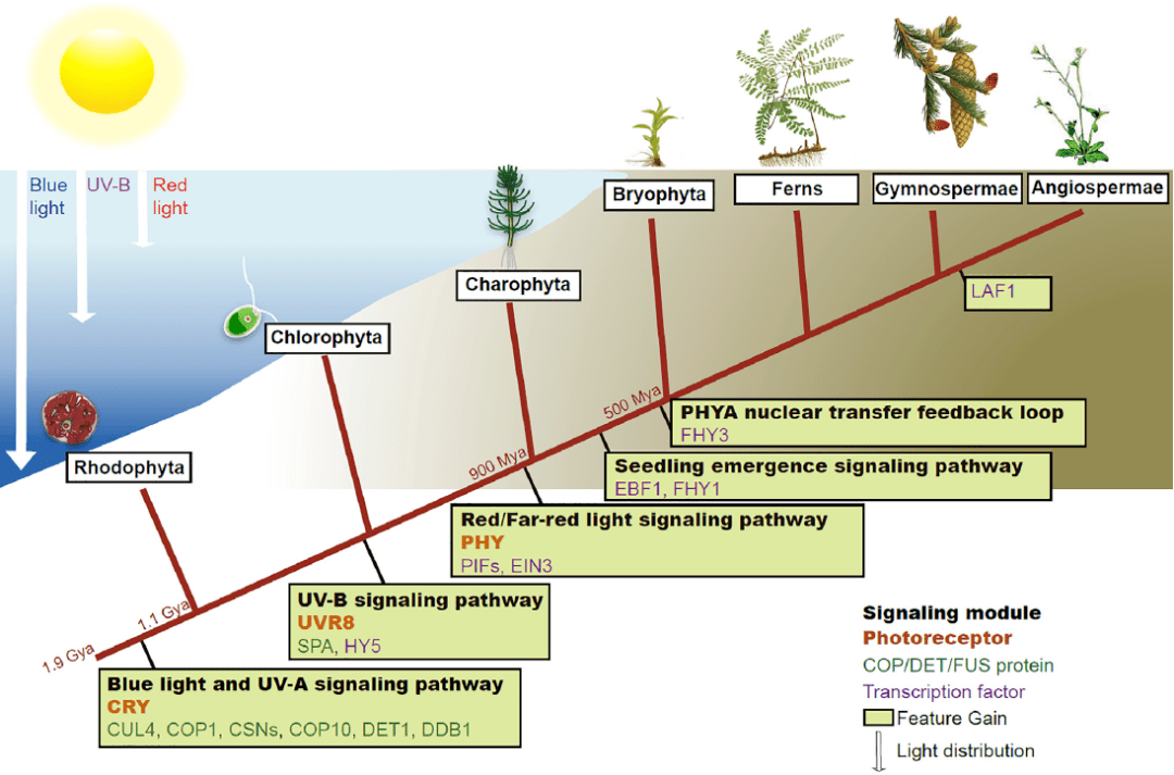 从两坨1亿年前的便便里，我们看到了史前传粉者最后的晚餐_植物