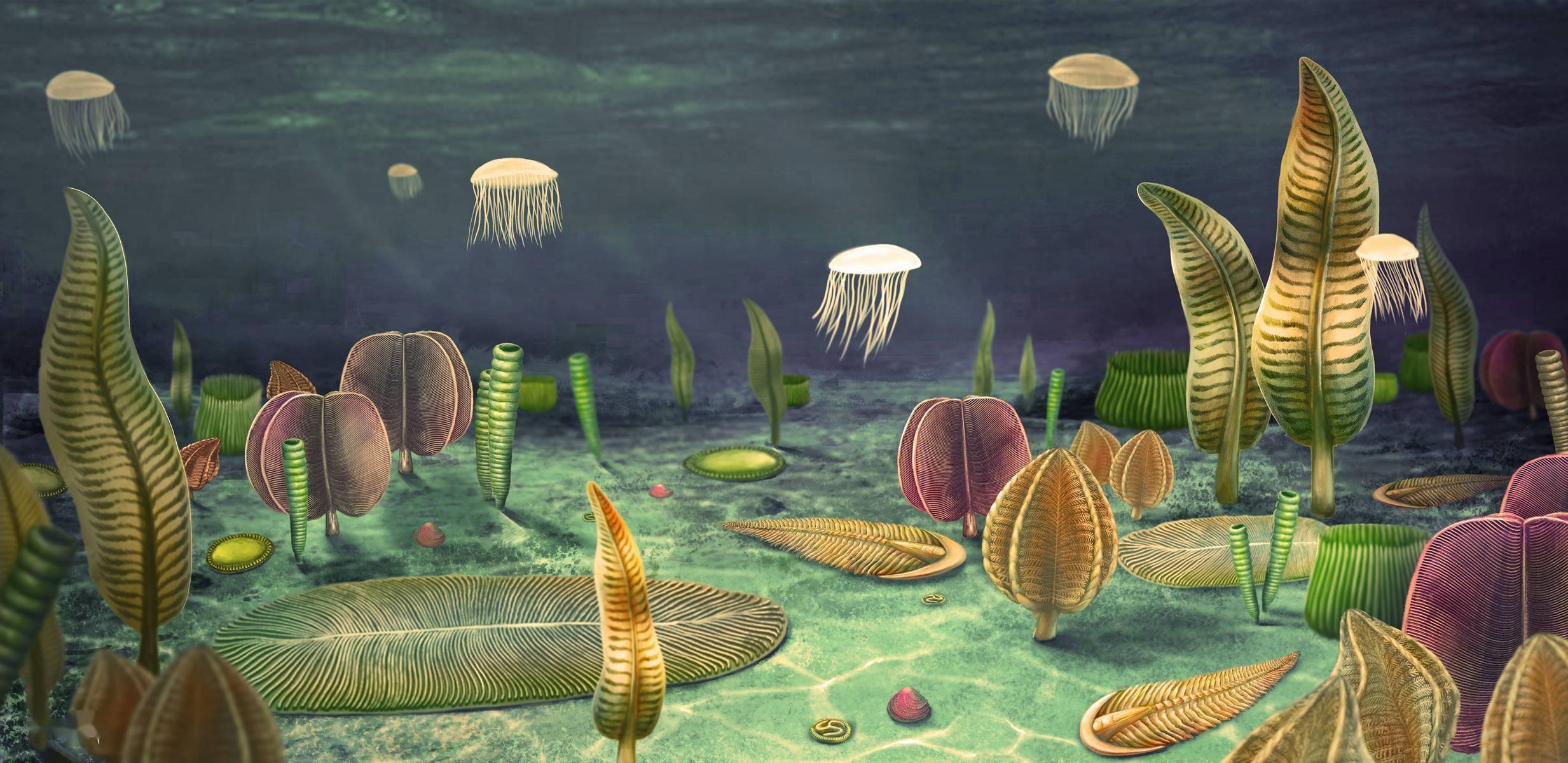 远古发现|科学家在三峡发现奇特“指纹”，谁留下的？_狄更逊